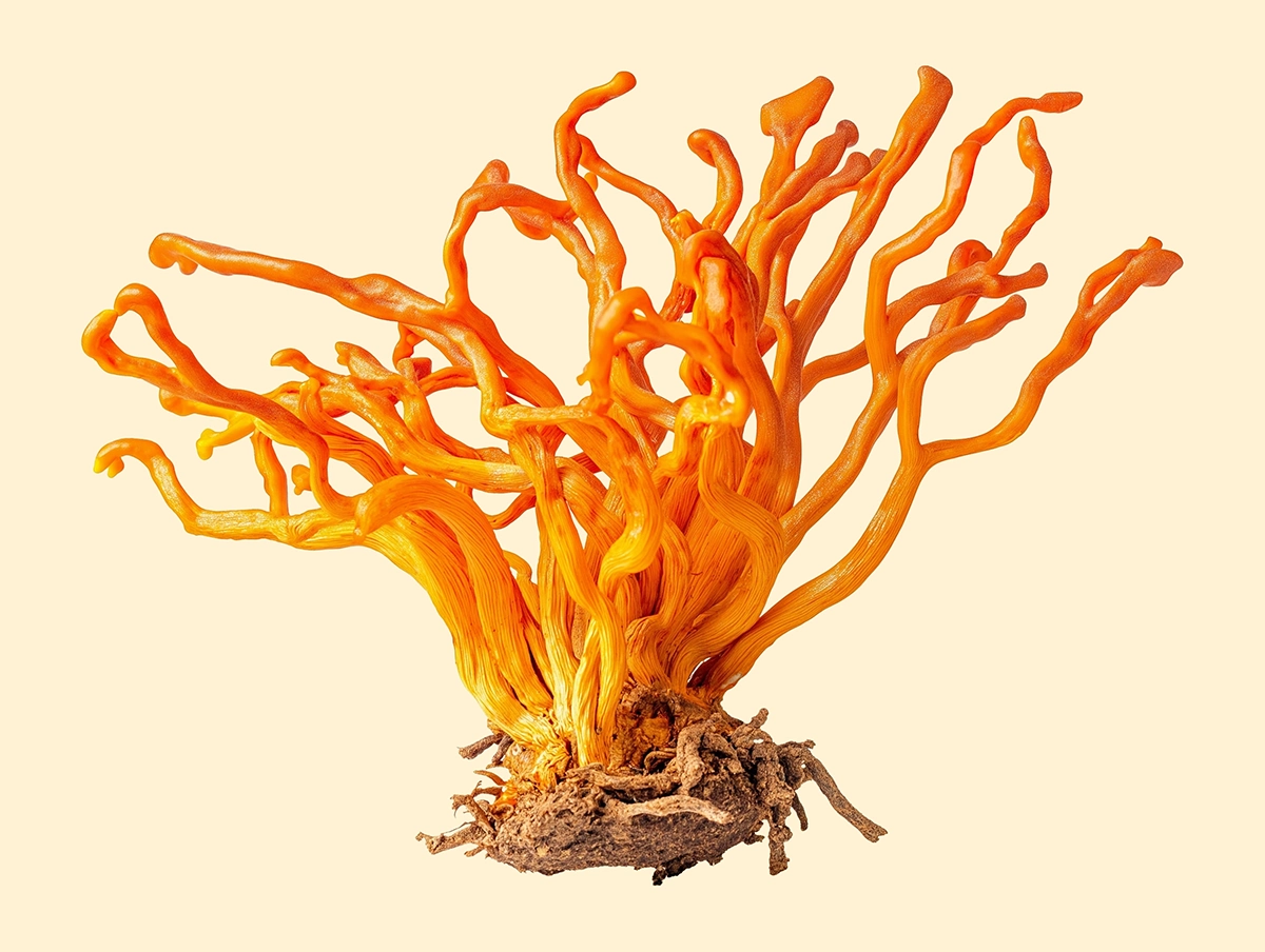 6 beneficios del Hongo Cordyceps avalados por la ciencia (y sus efectos ...
