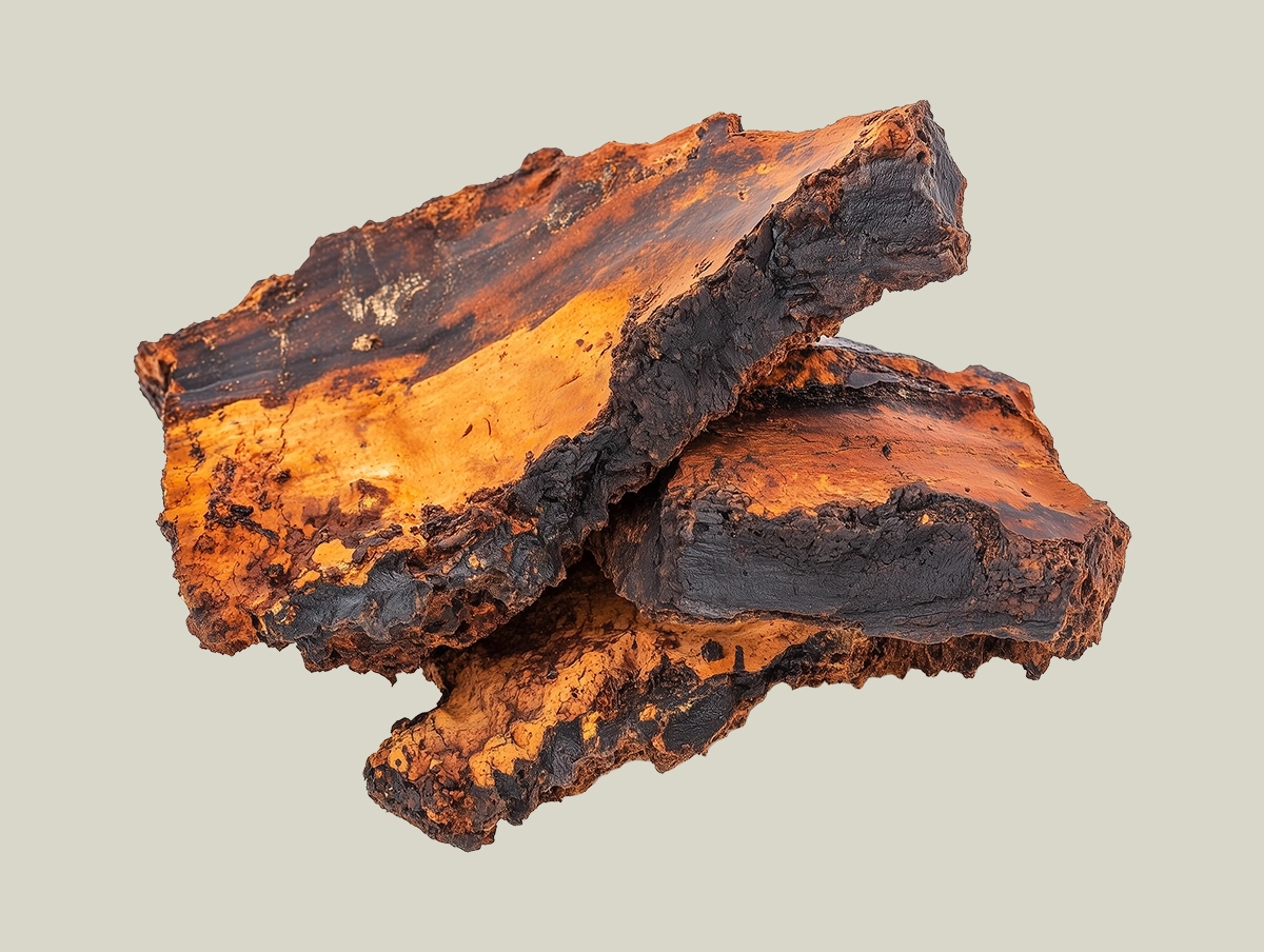 Qué es el Hongo Chaga y Cuáles Son Sus Propiedades - Bioticalab