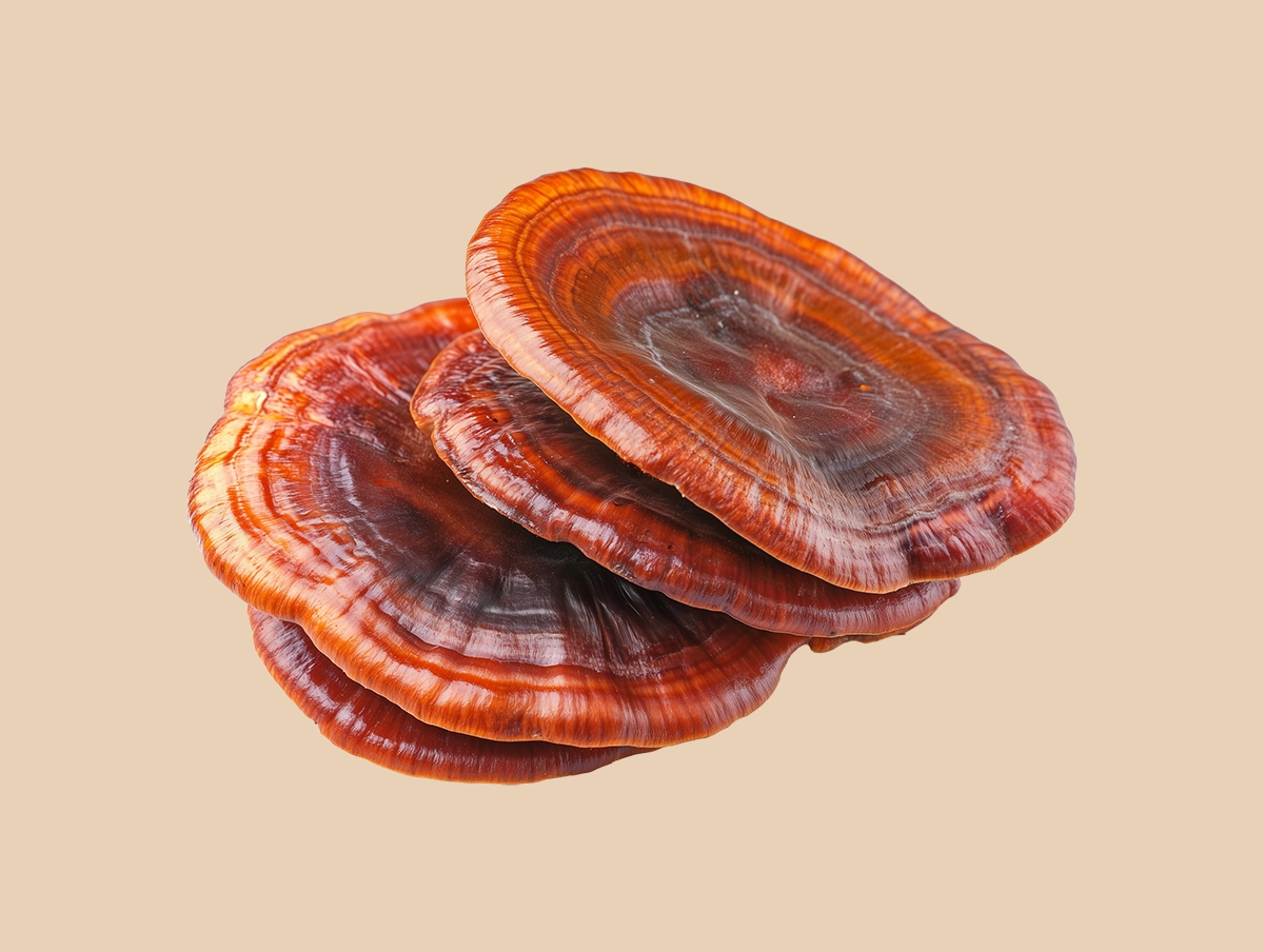 Los 6 Beneficios del Hongo Reishi (Y Sus Contraindicaciones y Dosis) - Bioticalab