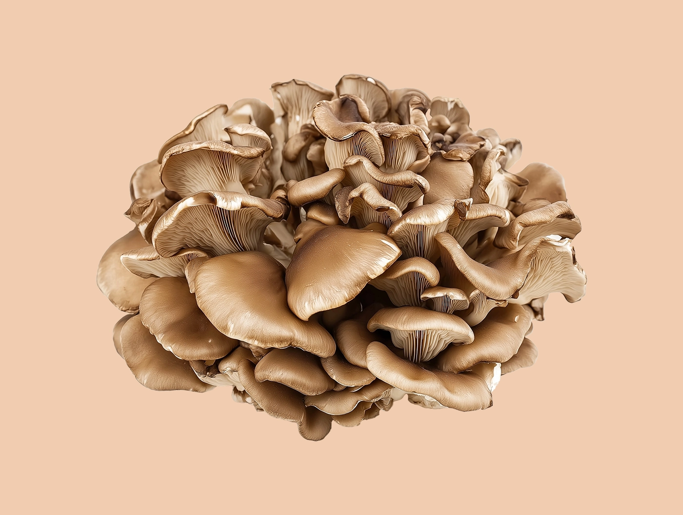 Todo lo Que Necesitas Saber del Hongo Maitake (Grifola frondosa) - Bioticalab